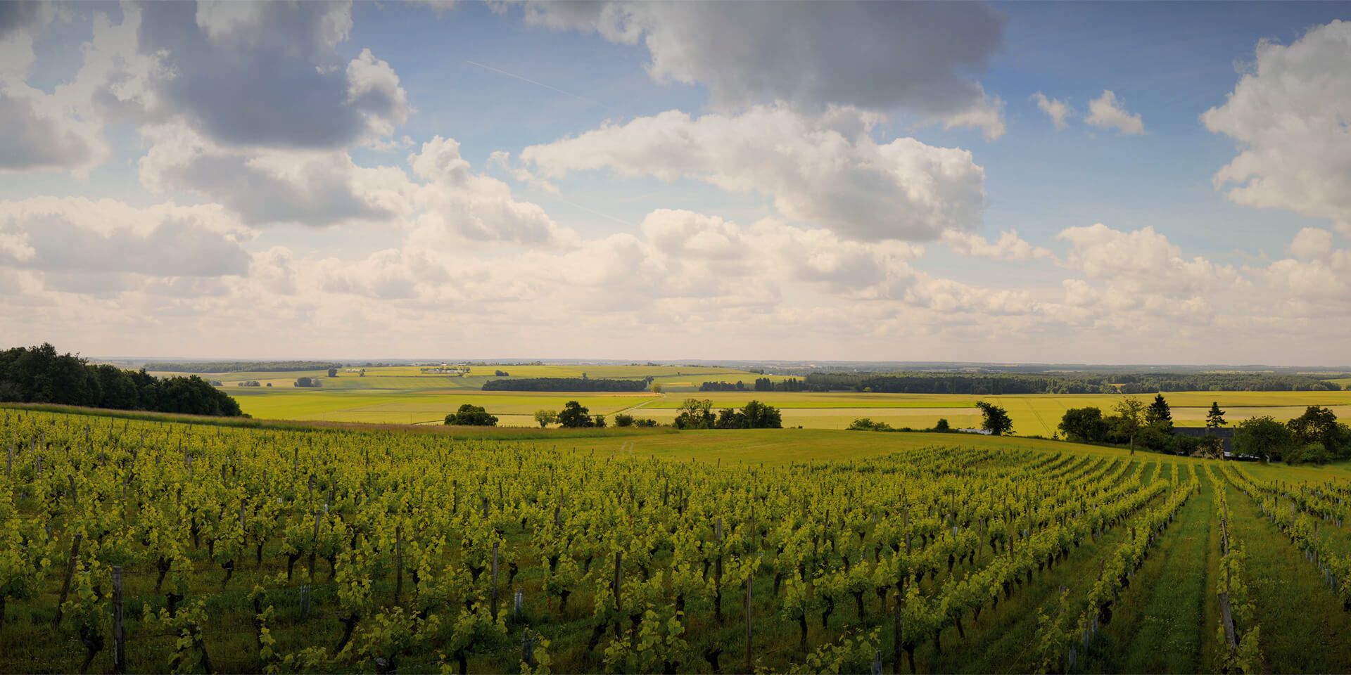 Vins bio AOC Chinon et AOC Touraine | Vigneron 37 Indre et Loire